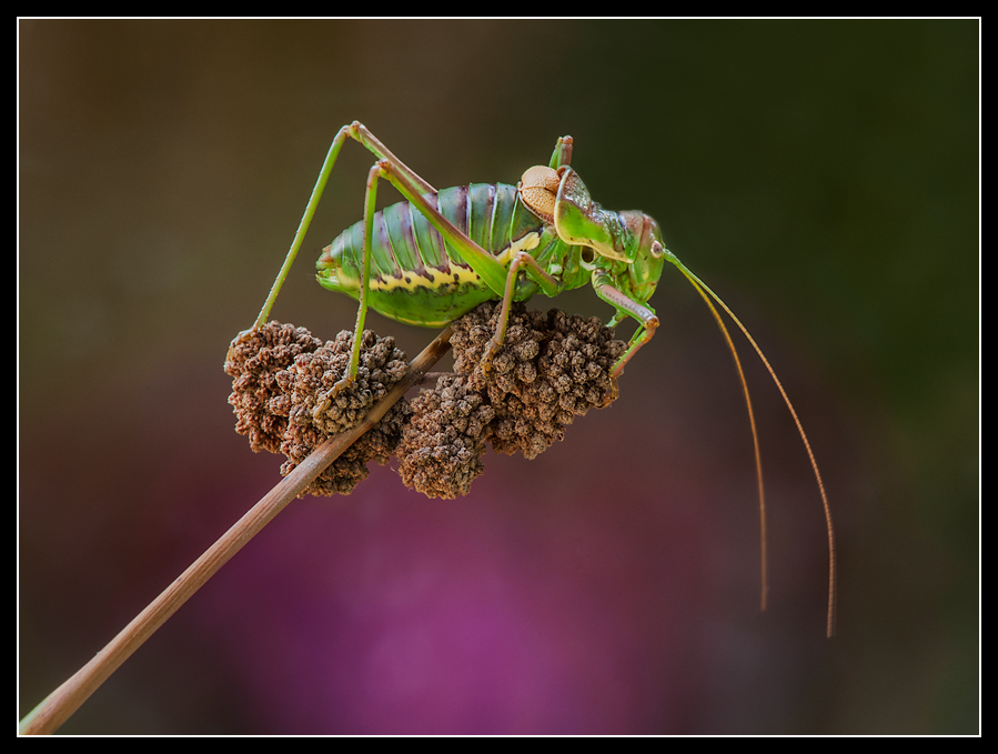 Paco Zaragoza: Grillo de matorral (hembra)