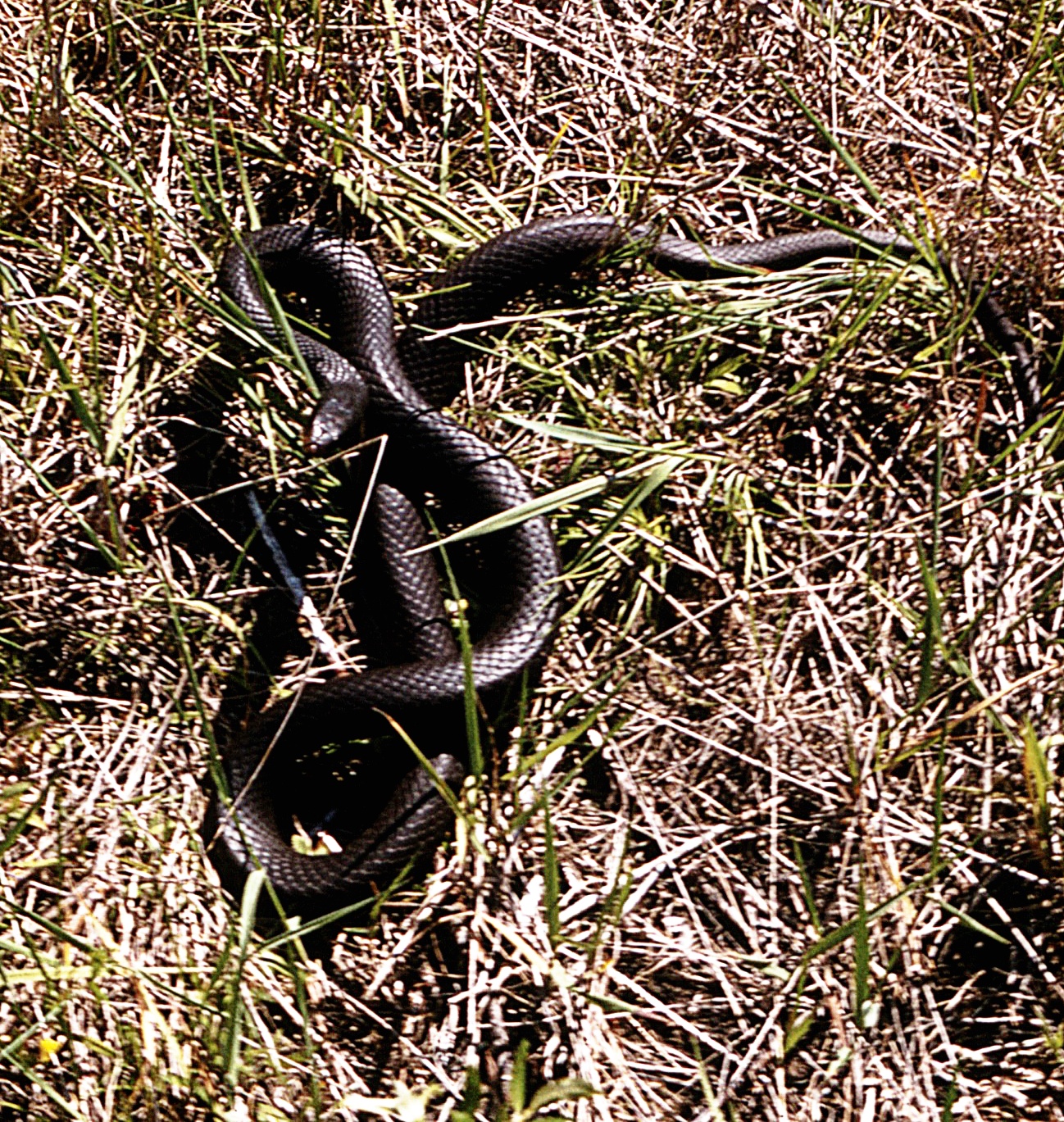 Den'sphotogallery: Snakes of New Hampshire