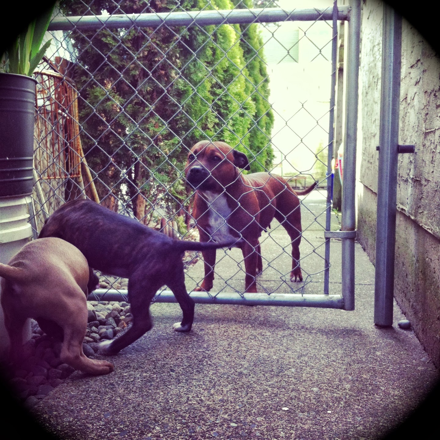 Tuff Love Kennels - Strathcona Staffy Bulls: RIP Rufus