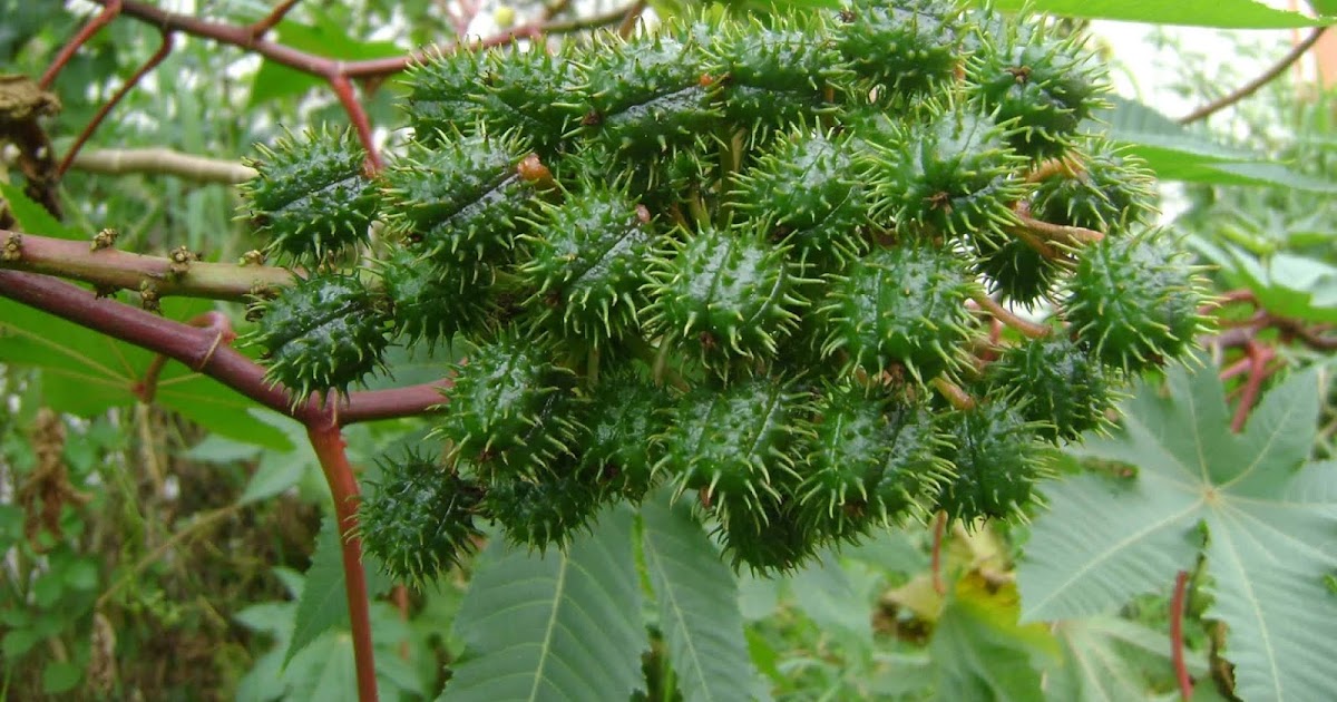 AGRICULTURA NO BRASIL: Beneficiamento da Mamona