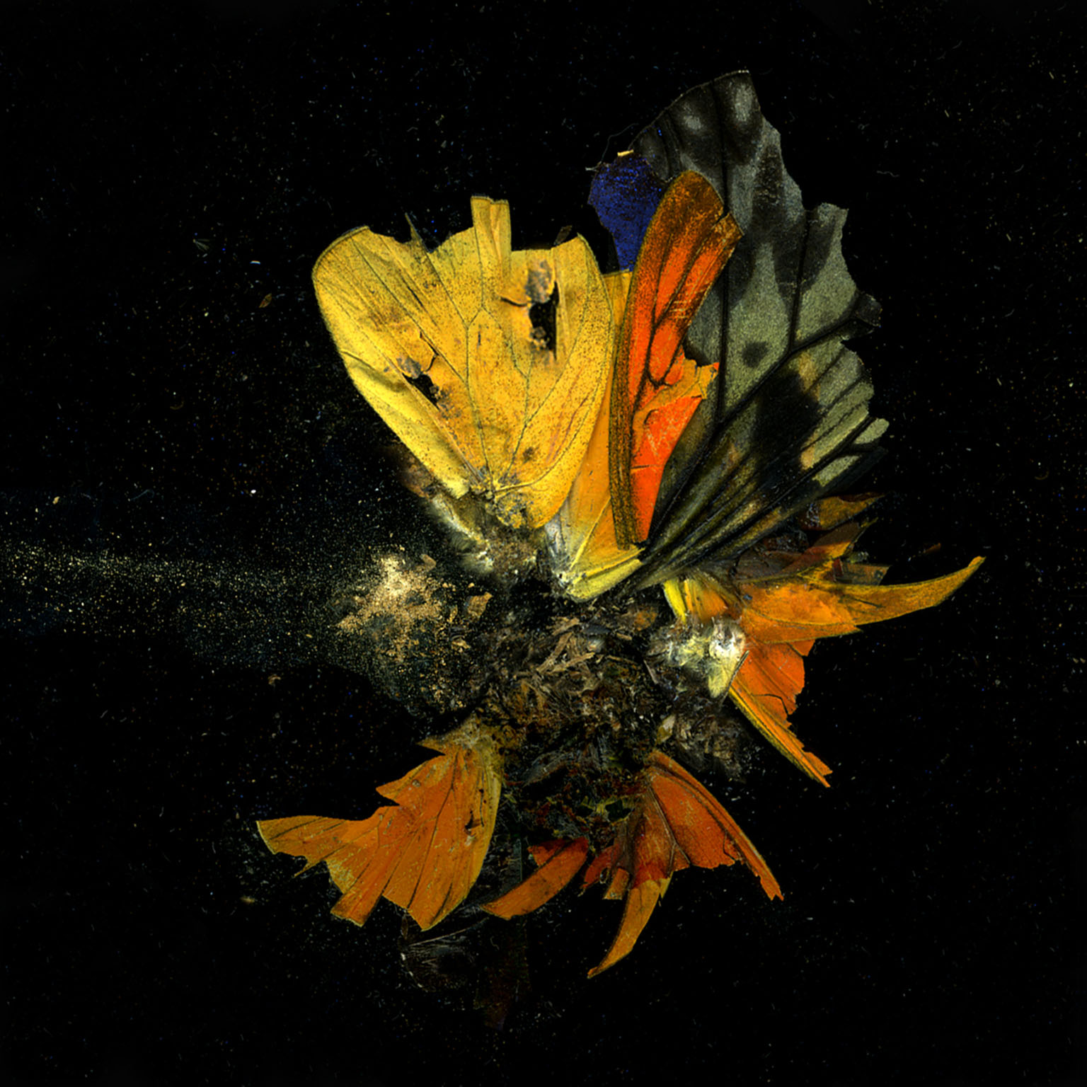 Art & Photography: Matt Collishaw - The New Art Gallery, Walsall