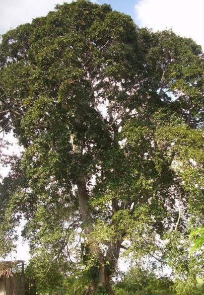 El Gourmet Urbano: 🌿#ESPECIAS | La Sarrapia, fruto histórico venezolano