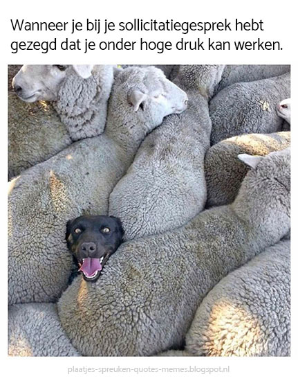 Plaatjes met grappige quotes en afbeeldingen met mooie spreuken om te ...