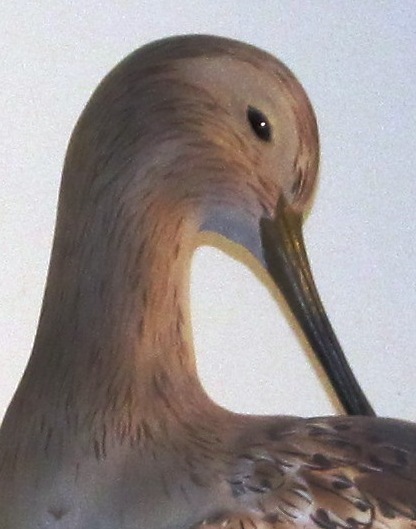 Genesee Country Village & Museum: Nature Center Hosts Exquisite Bird ...