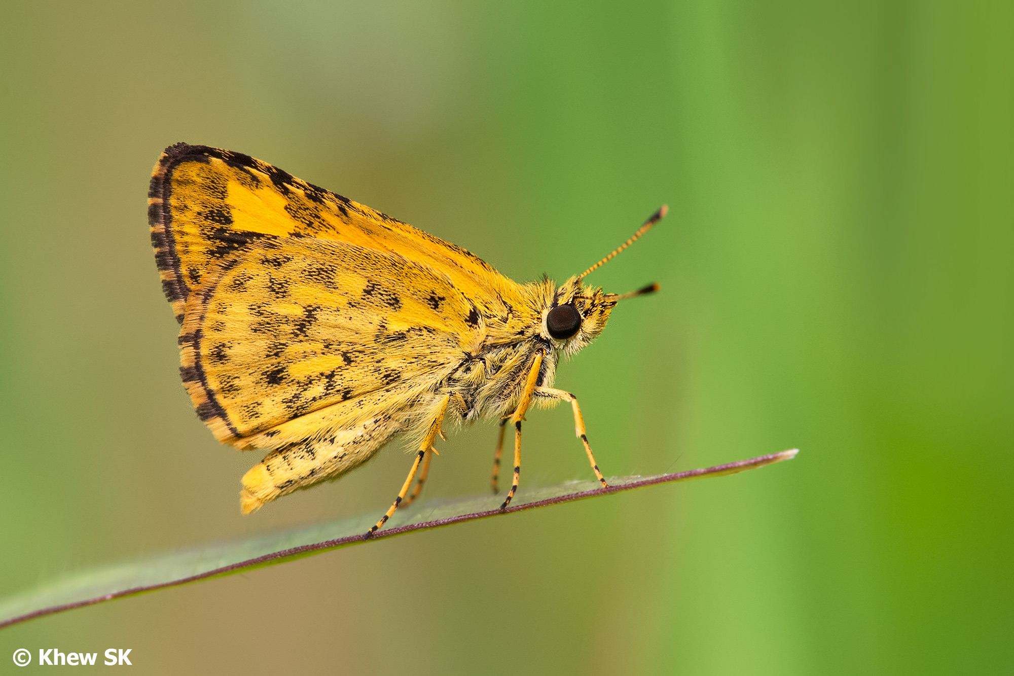 Butterflies of Singapore: Butterfly of the Month - October 2020
