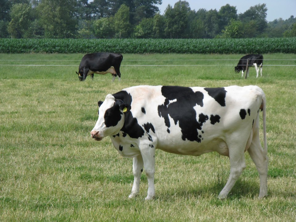 Wild Animals And Birds: Animals Without Neck Wallpapers