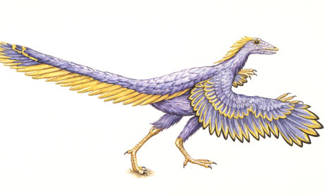 Archaeopteryx – The First Bird`s Fossil