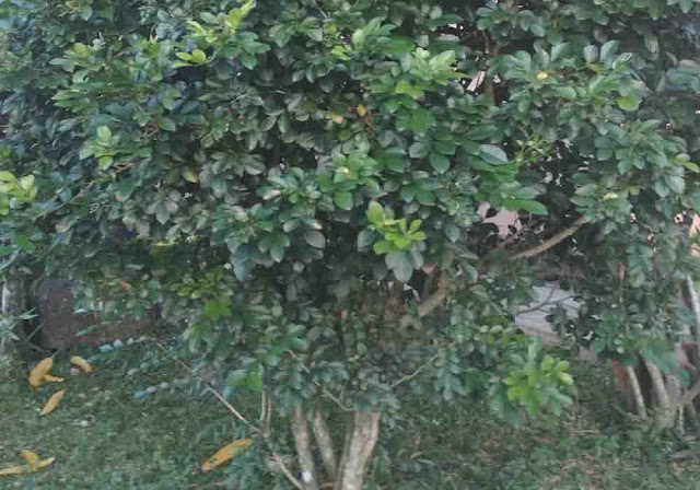 Mengupas Misteri Tanaman Bunga Kemuning