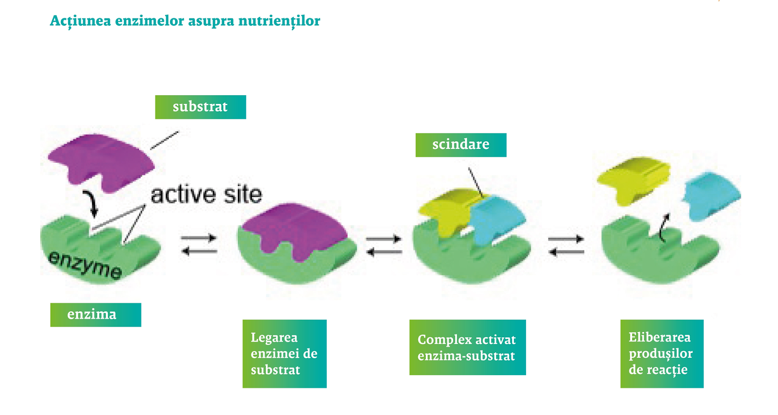 CESAN - Sănătate prin EDUCAȚIE: Enzimele, cheia sănătății și vieții de ...