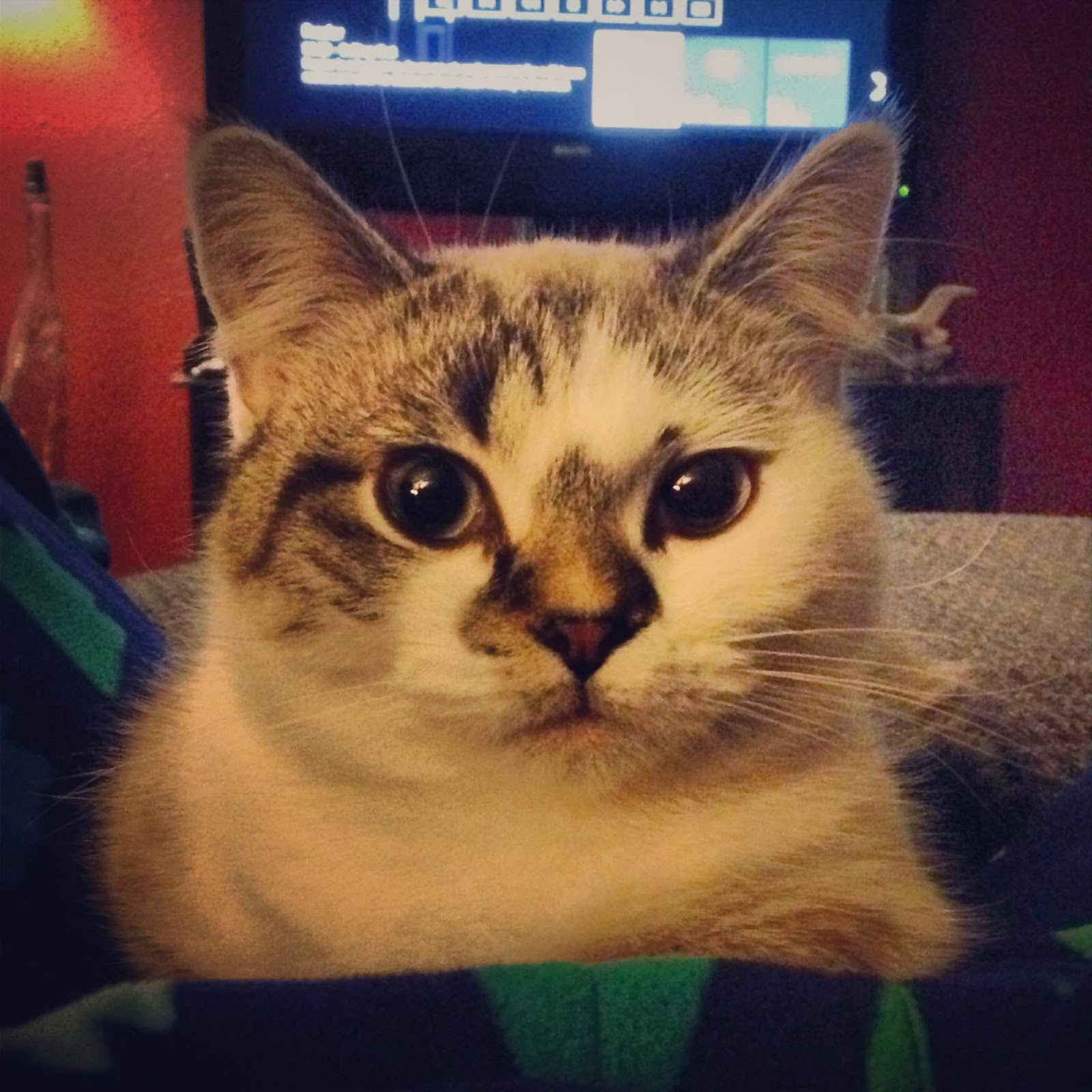 Funny cats - part 209 (40 pics + 10 gifs) | Amazing Creatures