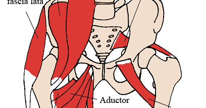 Aprende con Eva: Estiramiento del Músculo Pectíneo