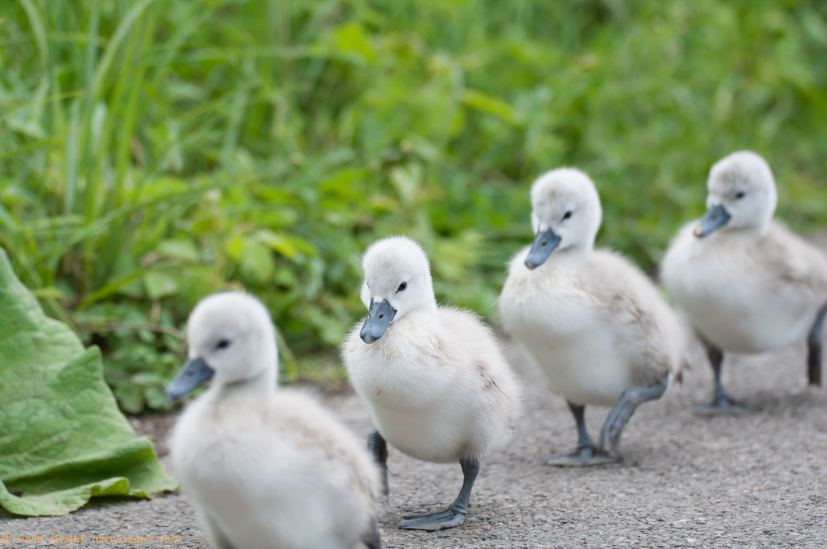 Postcards from Sussex: Goslings, cygnets and mating Comfrey Ermels