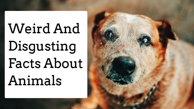 Weird And Disgusting Facts About Animals freaky animal facts