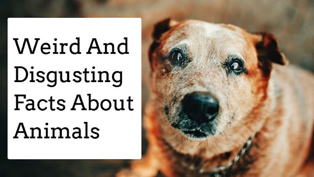 Weird And Disgusting Facts About Animals freaky animal facts