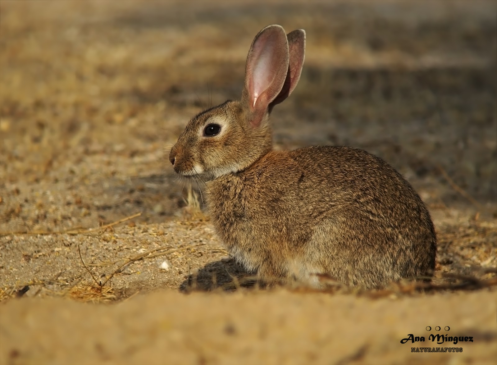 NATURANAFOTOS: Time of youth