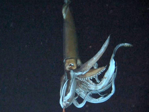Calamar gigante (Architeuthis)