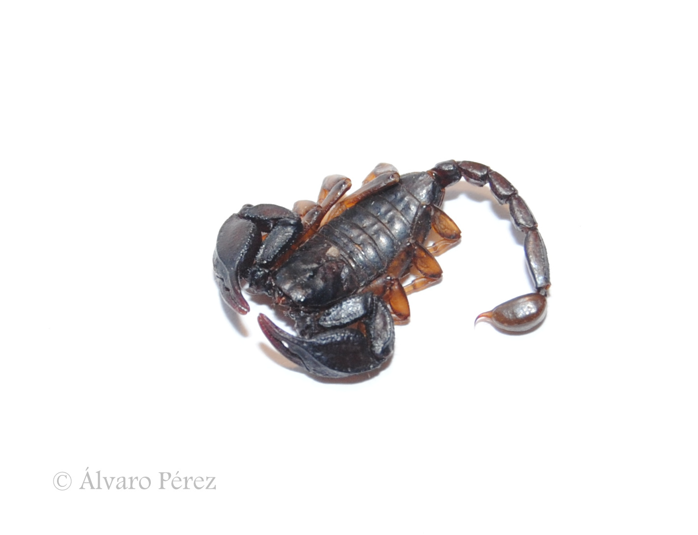 CLONOPSIS: Euscorpius italicus