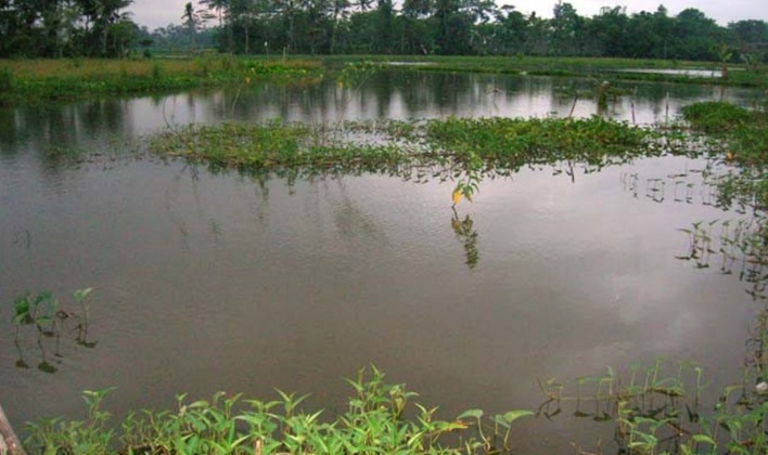 Pengertian Rawa, Jenis Jenis Rawa, Ciri-ciri dan Manfaatnya bagi ...