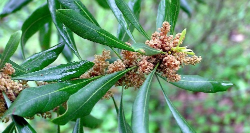 Propiedades y beneficios del Arrayán - Tips Super Salud