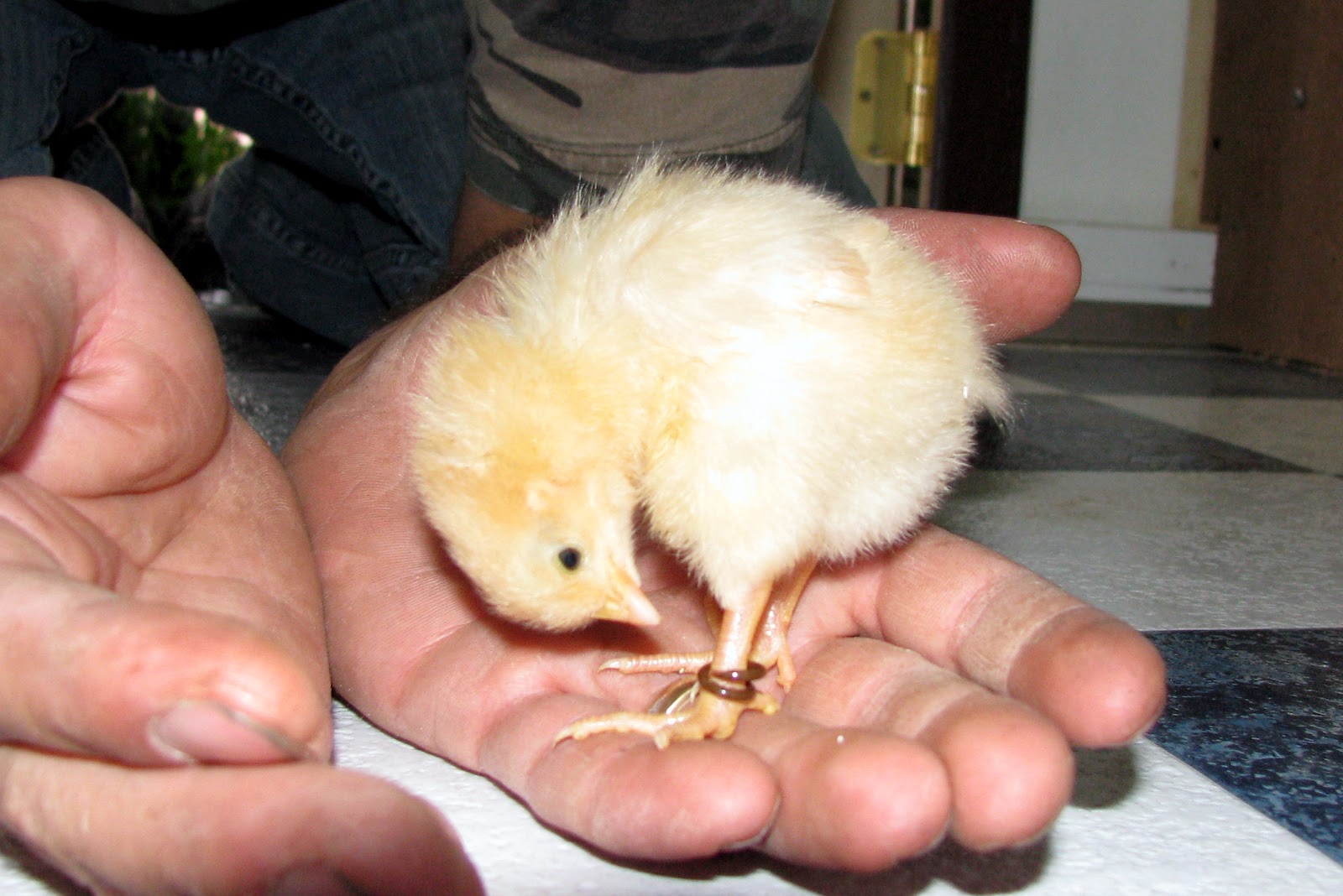 Anderson Family "Farm" Project: Name that Chick