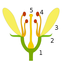 FLORES: Constituição das flores