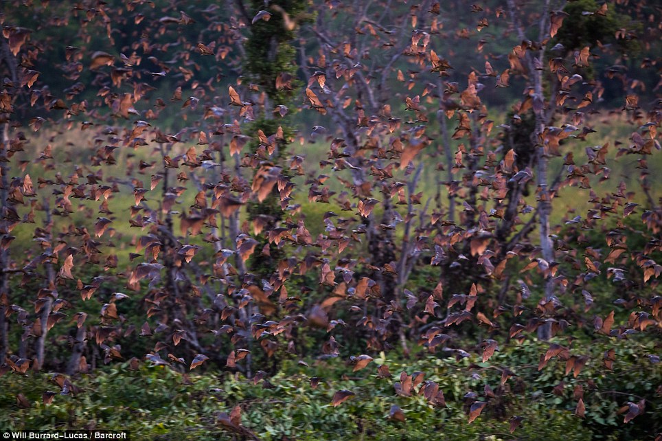 White Wolf : Spectacular scenes as eight million bats flock together in ...