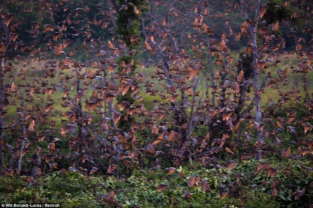 White Wolf : Spectacular scenes as eight million bats flock together in ...