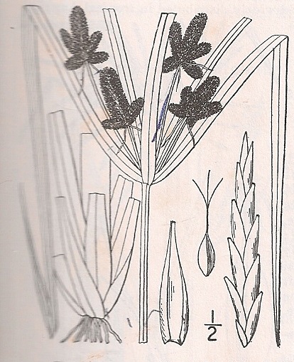 FLORA ILUSTRADA BRITTON DEL NORTE DE U.S.A.-CANADA: CYPERACEAE CYPERUS ...