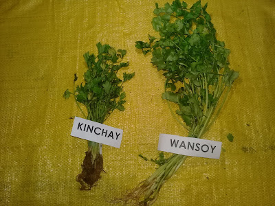 My Body. My Life . My Decision.: Are parsley and kinchay / kintsay the ...