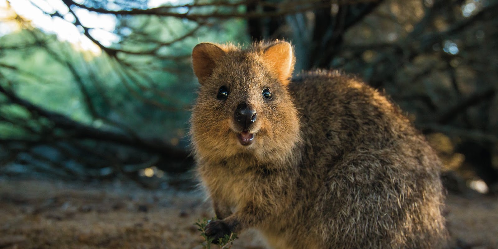 ANIMALS TIME : The 10 cutest quokkas pics (las 10 fotos más tiernas de ... ANIMALS TIME : The 10 cutest quokkas pics (las 10 fotos más tiernas de ...