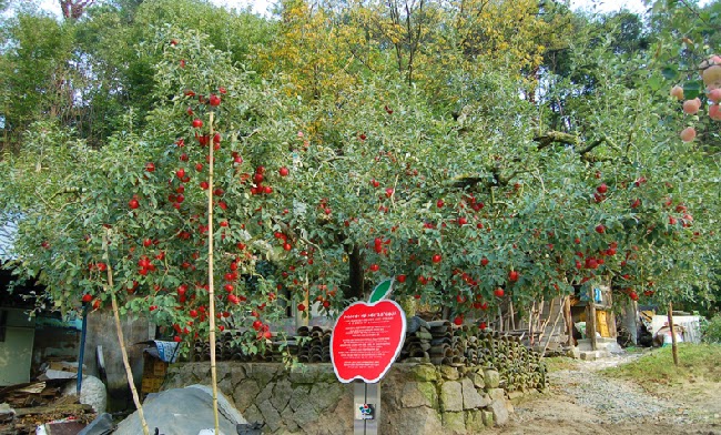 MY LOVELY DAEGU CITY, JAFRI SYED: Korea’s best-quality apples in DAEGU ...