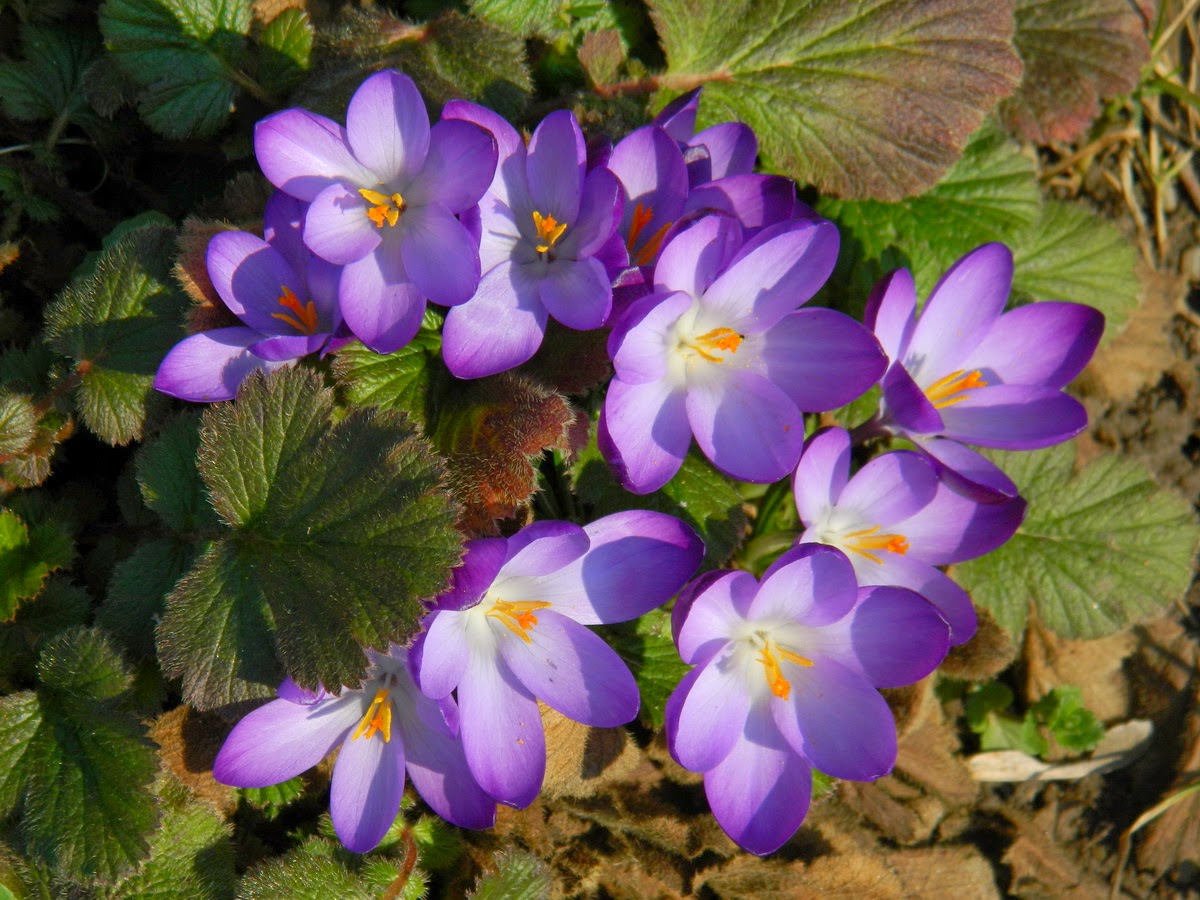 LA MULTI ANI, ROMANIA!: Branduse