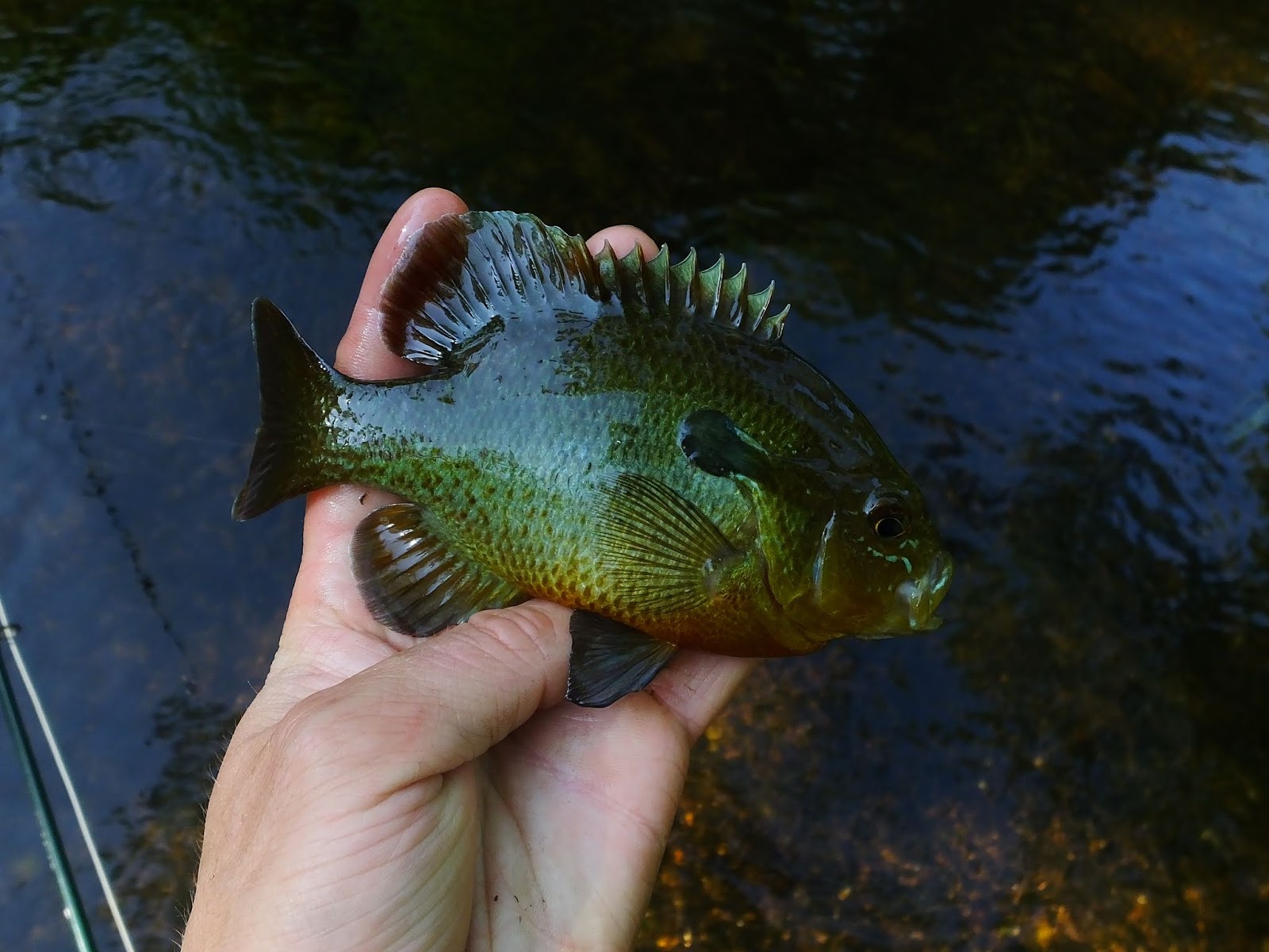 Connecticut Fly Angler: Flowing Water Sunfish