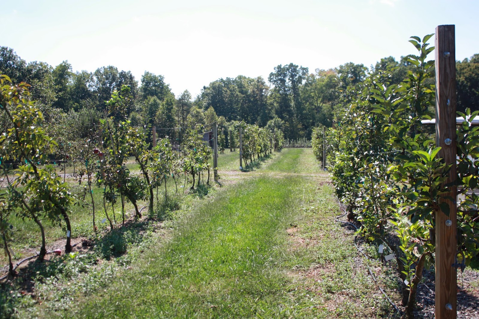 Chow and Chatter: Southern Heritage Apple Orchard
