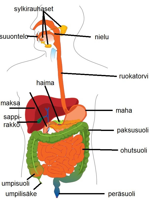 HelaHoito: Vanhusten LÄÄKEHOITO