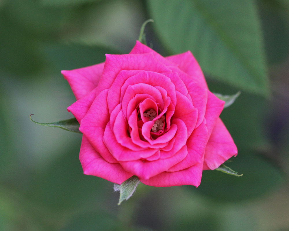 Corey Carter | Austin, Texas: Dark Pink Rose