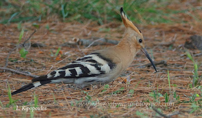 αγριολούλουδα του Ολύμπου: Τσαλαπετεινός - Upupa epops