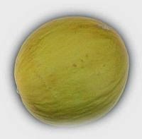 Buah Melon,si Bulat Hijau bikin Melongo!!! ~ Back To The Nature