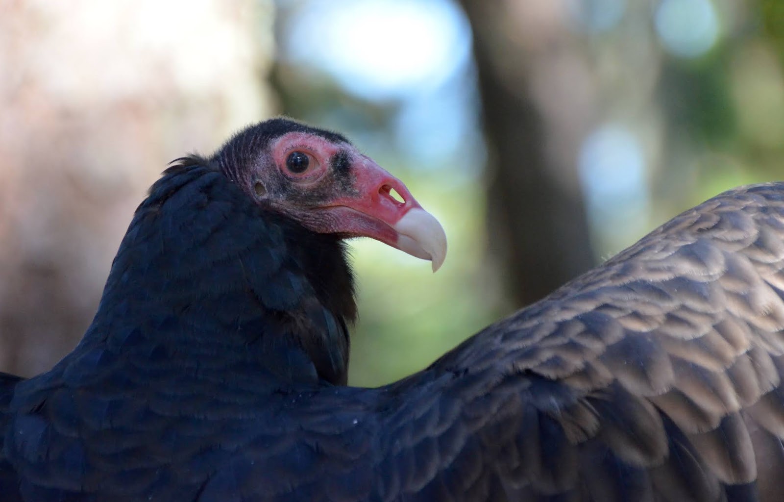 Urban Wildlife Guide: Turkey Vulture