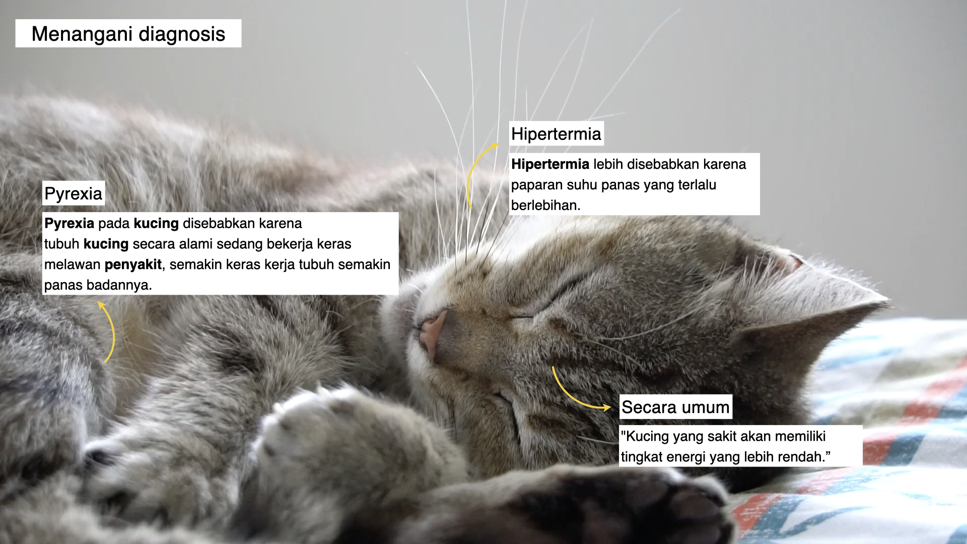 Cara Merawat Kucing Sakit Di Rumah | meotuna