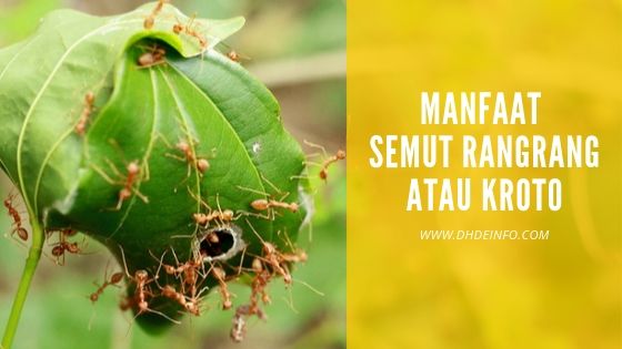 Manfaat Semut Rangrang Atau Keroto Bagi Kita - Dhdeinfo.com