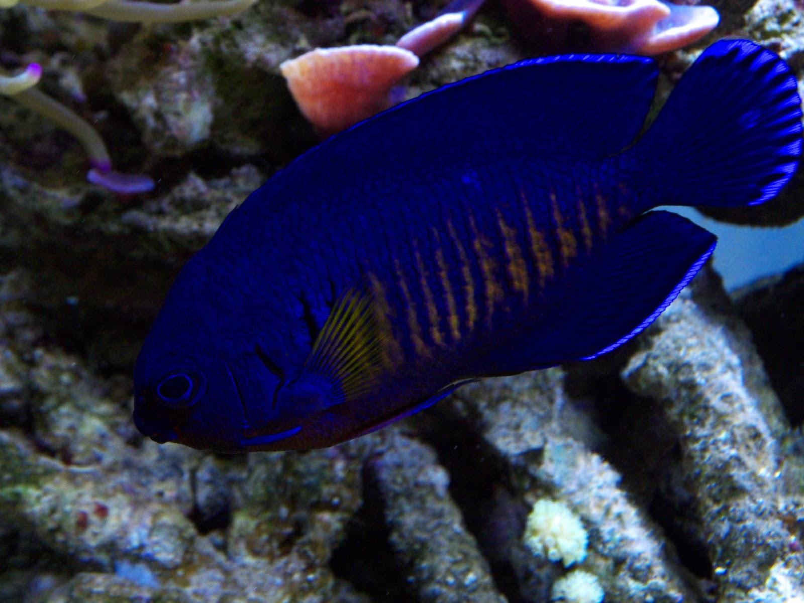 amazonriver: Il mio pesce angelo (centropyge bispinosus)