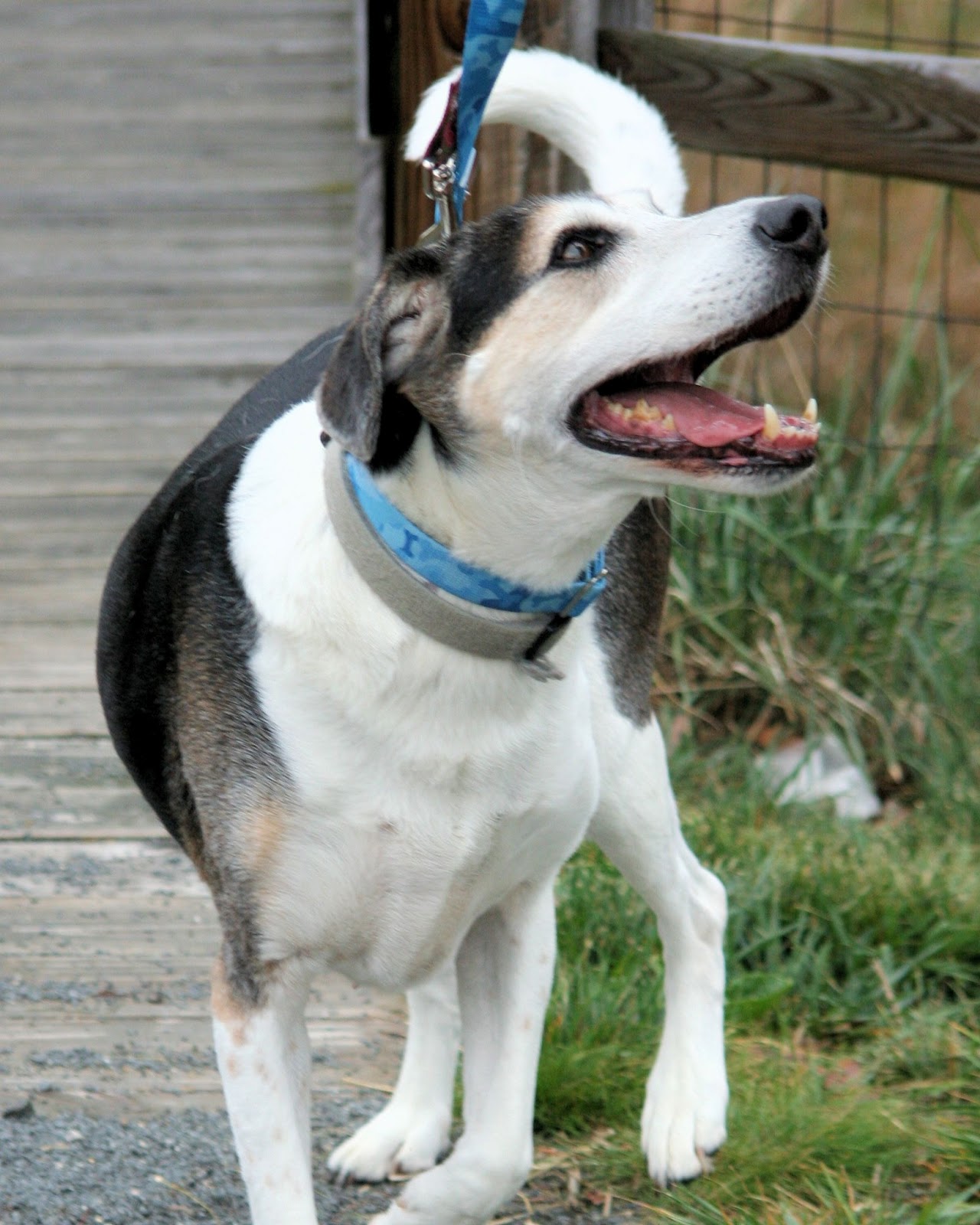 Shelter News: Shelter News - May 13, 2012