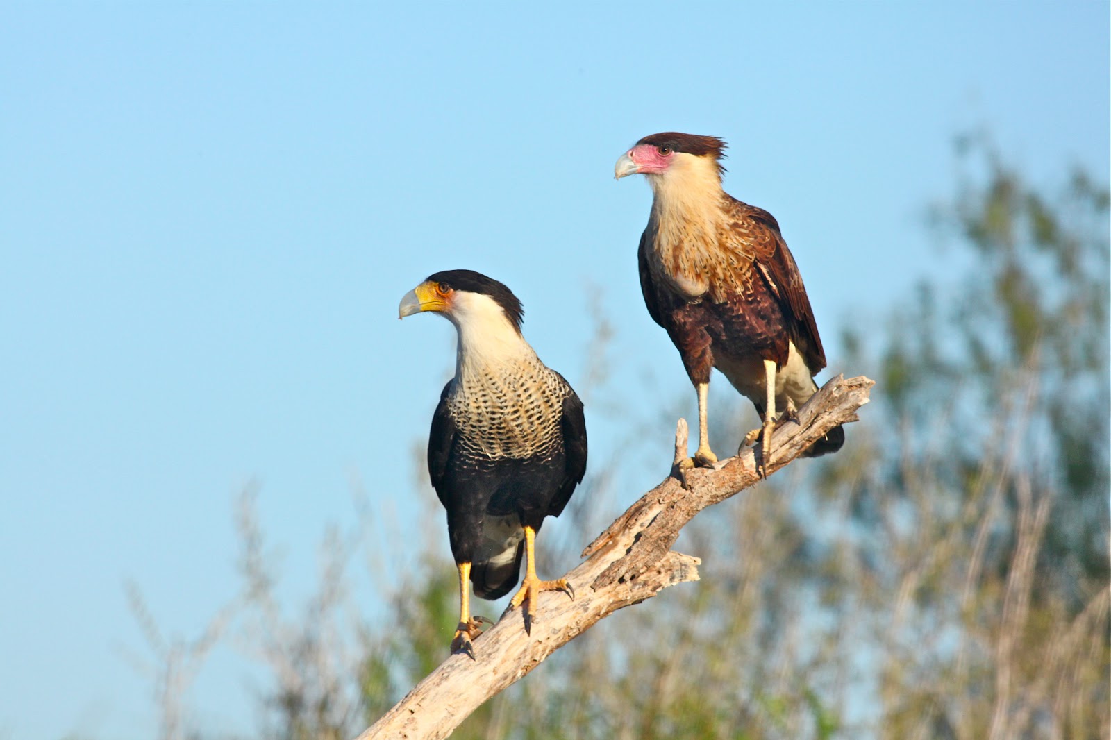 Birding Is Fun!: The Martin Refuge at the Rio Grande Valley Birding ...
