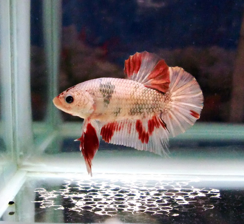 PG's Betta Store: Fancy Red HMPK