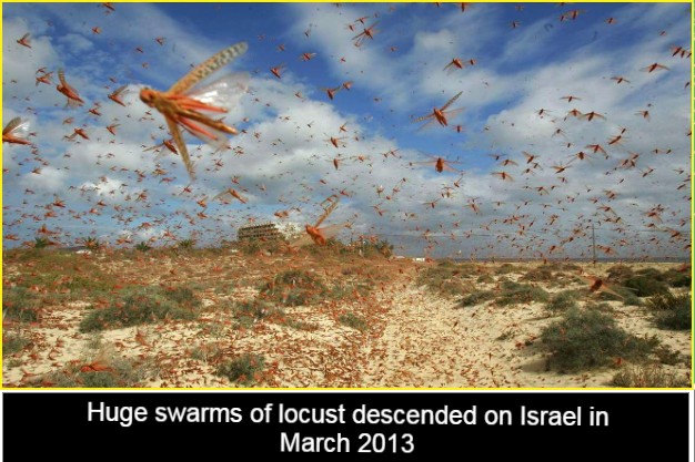 Israel Locust Swarm
