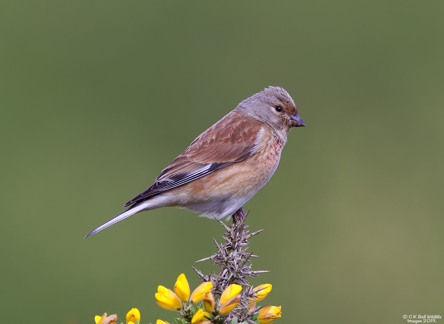 I Love Arnside & Silverdale: 2020 Visible Bird Migration Counts - Over ...