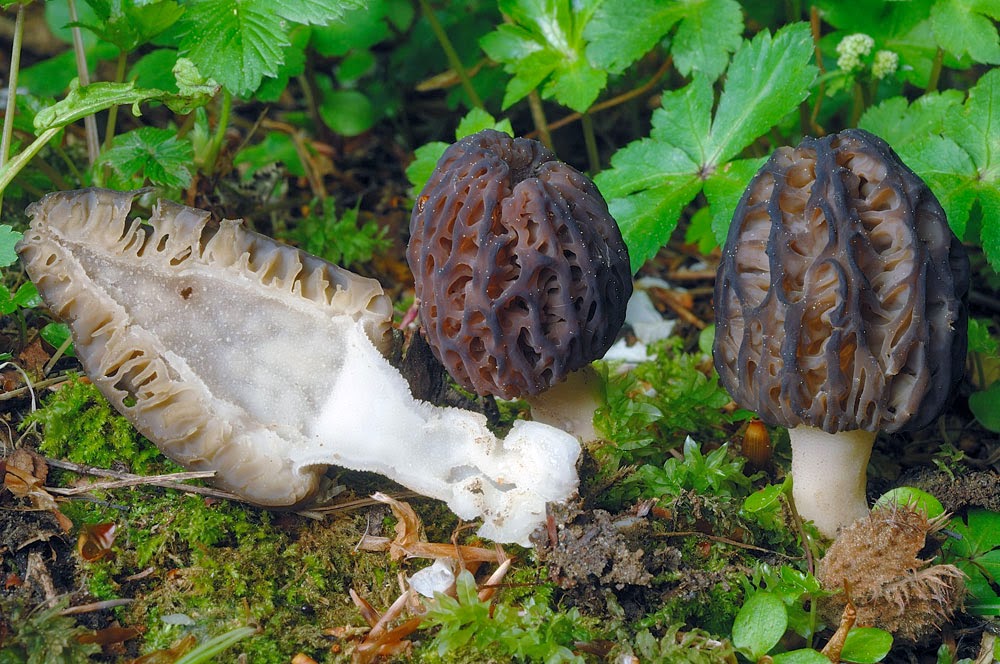 Funghi Teramani: I migliori funghi commestibili primaverili