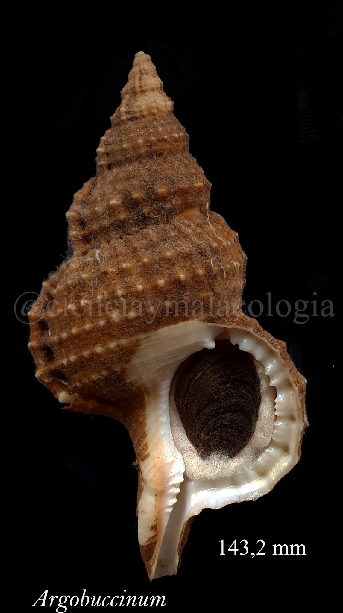 MALACOLOGÍA MEDITERRÁNEA: Ranellidae