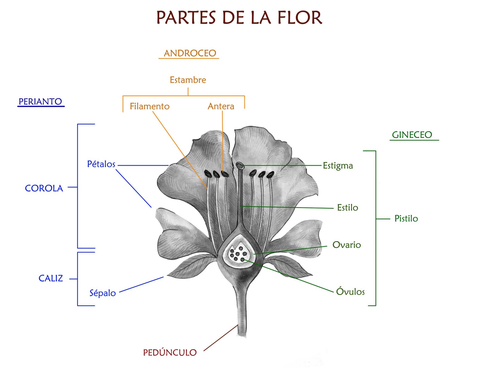 Partes de la flor con sus funciones - Imagui